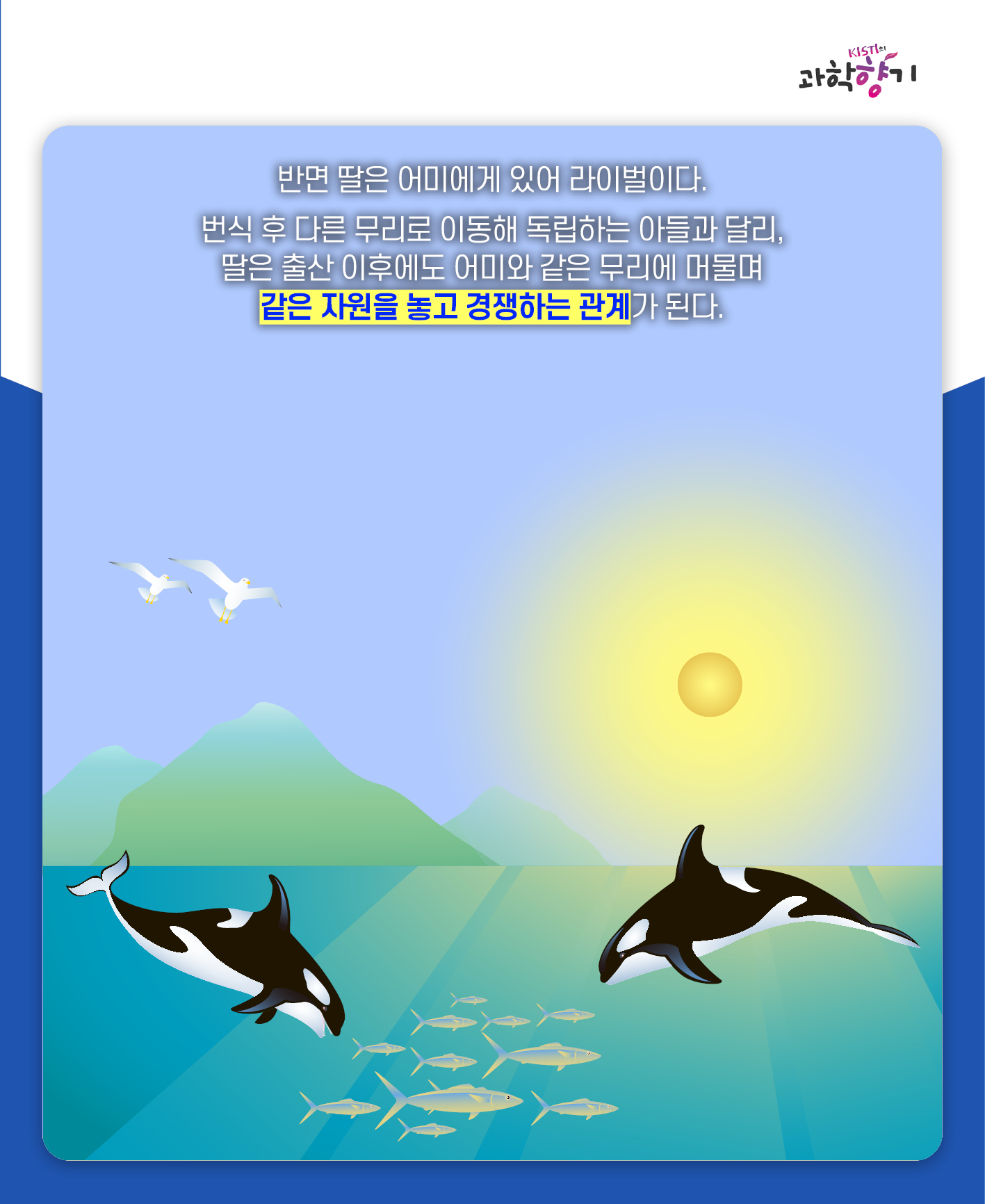 출산 포기하고, 싸움도 못 하게 한다 어미 범고래가 ‘아들 바보’ 된 까닭은? : 과학향기 Story : KISTI의 과학향기